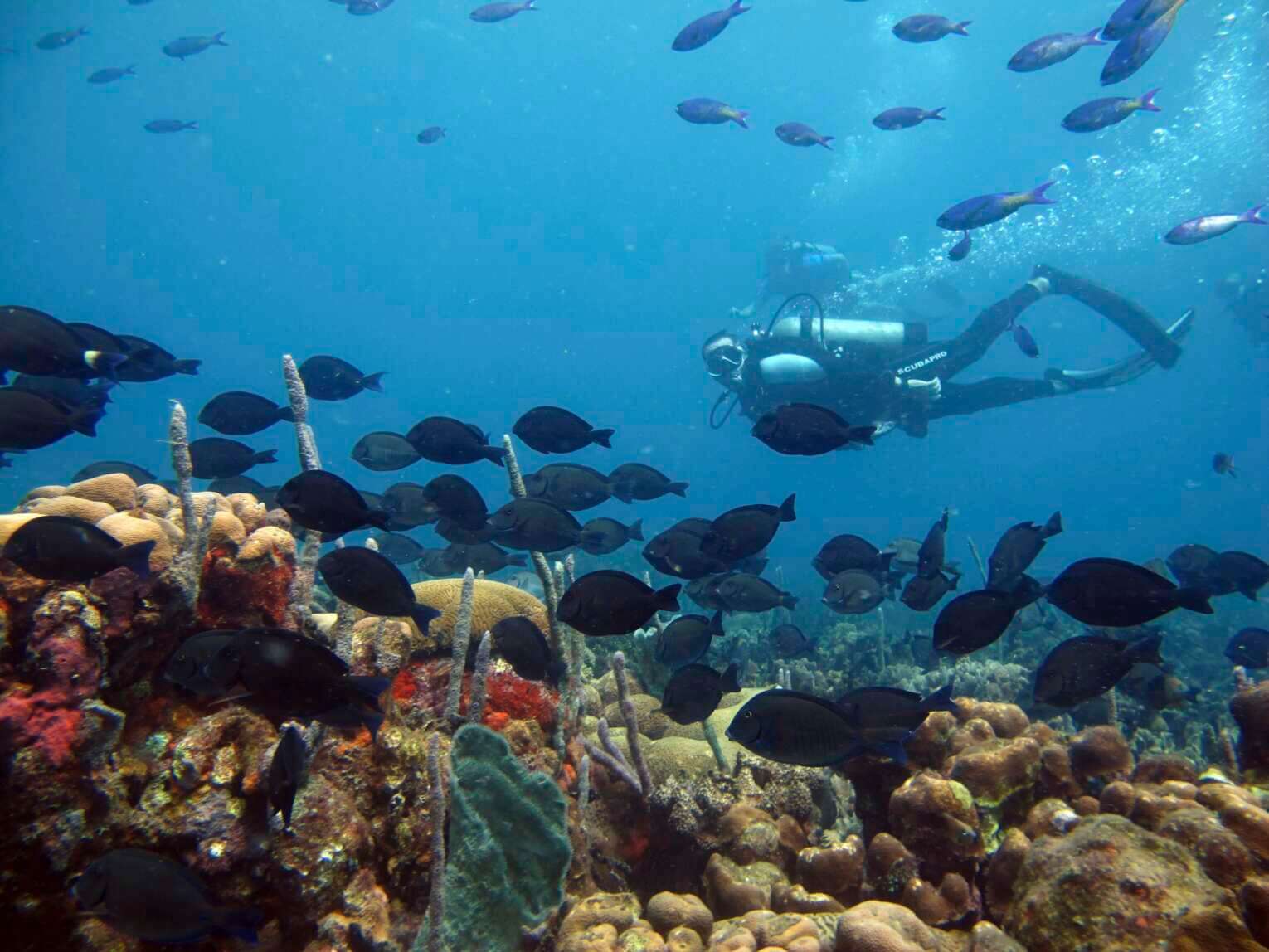 The 7 best scuba diving spots in Colombia travel guide (2024) - My trip ...