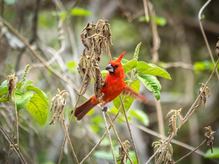 The Wayúu, Indigenous Peoples of Colombia (2025) - My trip to Colombia