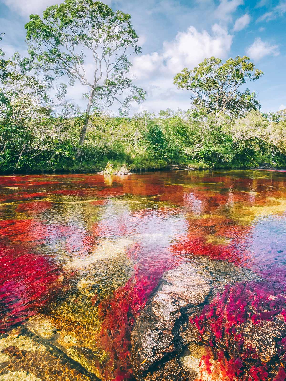 Caño Cristales travel guide: visit the most beautiful river in the ...