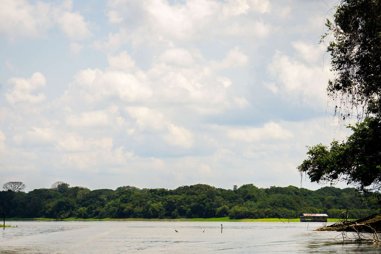 Amazon river dolphins travel guide: Where to see pink river (2024) - My ...